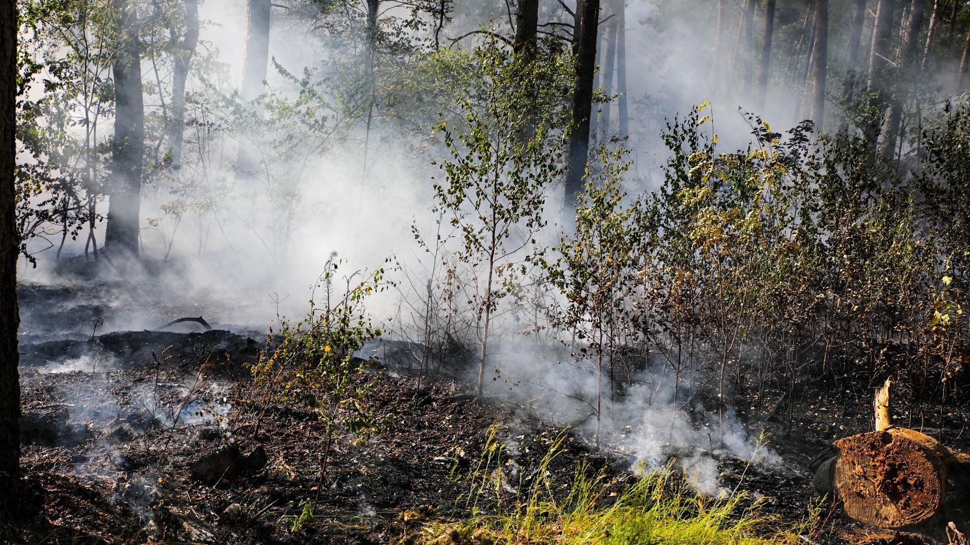 Chapais renforce sa prévention contre les feux de forêt en plein cœur ...