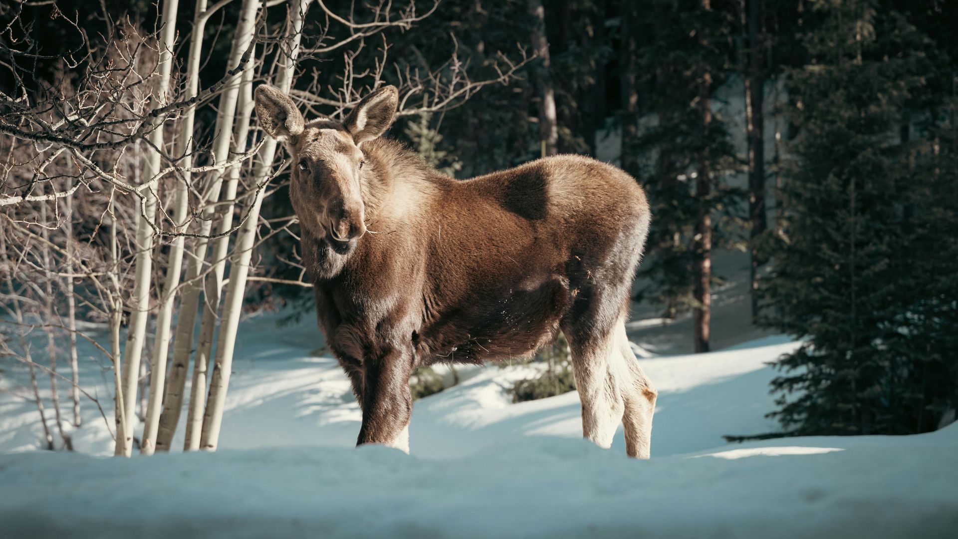 Bilan 2025 de la chasse à l’orignal dans le Nord‑du‑Québec : stabilité ...